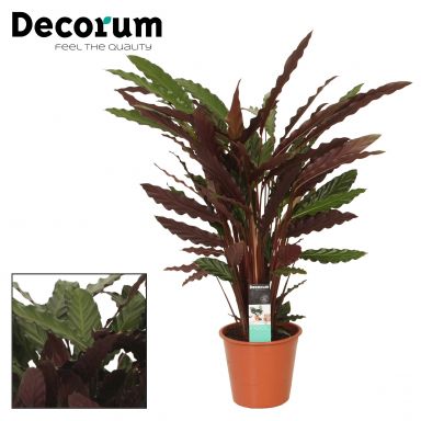 Calathea Pflege (Pfeilwurze) - 123zimmerpflanzen