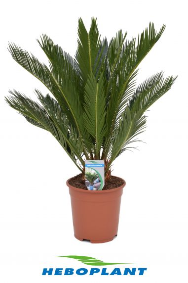 Cycas (Palmfarne) Pflege - 123zimmerpflanzen