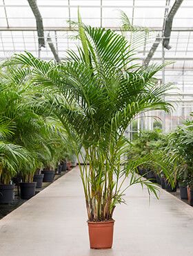Areca pflege - 123zimmerpflanzen