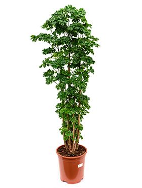 Aralie polyscias Pflege - 123zimmerpflanzen