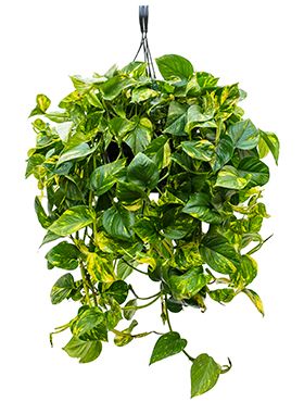 Efeutute Epipremnum (Scindapsus) Pflege - 123zimmerpflanzen