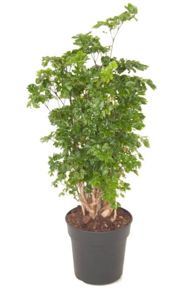 Aralie polyscias Pflege - 123zimmerpflanzen