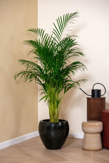 Luxus Areca Palme Katze Fotos