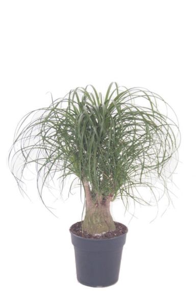 Beaucarnea Elefantenfuß Pflege - 123zimmerpflanzen