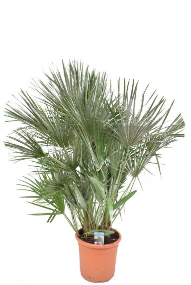 Chamaerops Humilis (Zwergpalme) Pflegetipps und Informationen ...