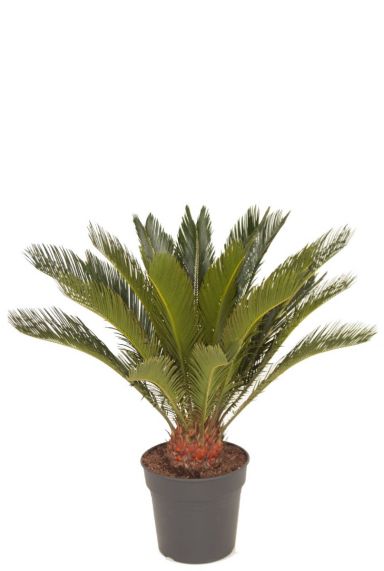 Cycas (Palmfarne) Pflege - 123zimmerpflanzen