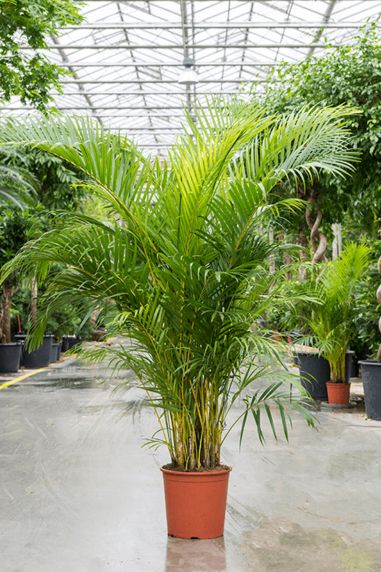 Pflege Areca Palme