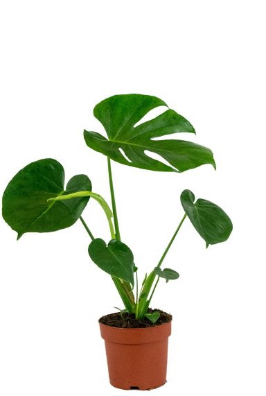 Monstera Pflegetipps und Informationen - 123zimmerpflanzen