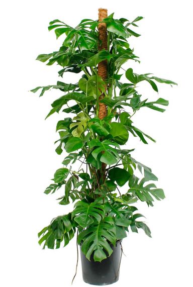 Kokodama Monstera Minima | Fensterblatt 30cm kaufen? - 123zimmerpflanzen