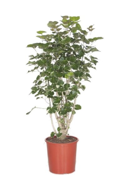 Aralie polyscias Pflege - 123zimmerpflanzen