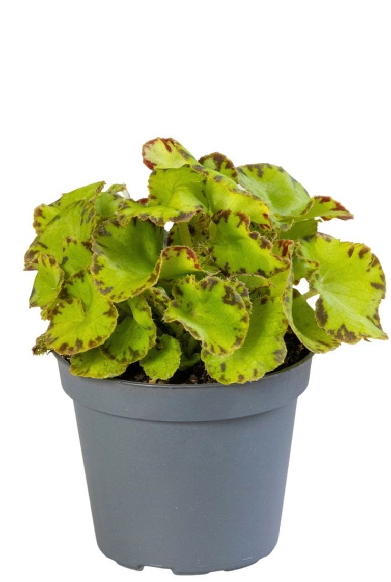 Begonia Rex Red Jive | Blattbegonie 10cm kaufen? - 123zimmerpflanzen