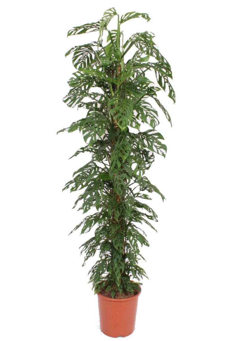 Monstera Monkey Leaf | Monkey Leaf 160cm kaufen? - 123zimmerpflanzen