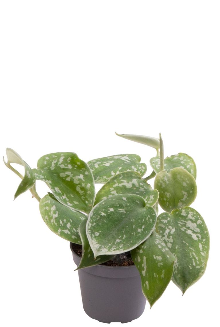 Philodendron Scandens Pictus | Herzblättriger Philodendron 12cm kaufen ...