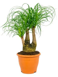 Beaucarnea Elefantenfuß Pflege - 123zimmerpflanzen