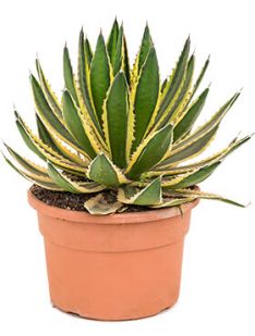 Agave Pflege - 123zimmerpflanzen