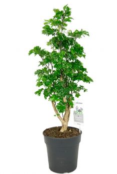 Aralie polyscias Pflege - 123zimmerpflanzen