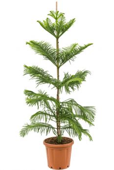 Araucaria Pflege - 123zimmerpflanzen
