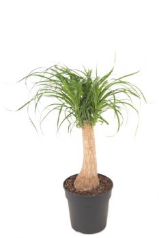 Beaucarnea Elefantenfuß Pflege - 123zimmerpflanzen