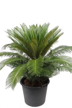 Cycas (Palmfarne) Pflege - 123zimmerpflanzen
