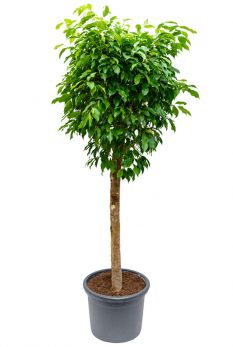 Ficus kaufen? - 123zimmerpflanzen