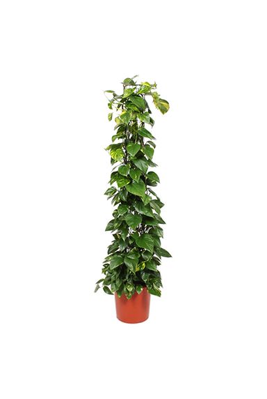 Efeutute Epipremnum (Scindapsus) Pflege - 123zimmerpflanzen