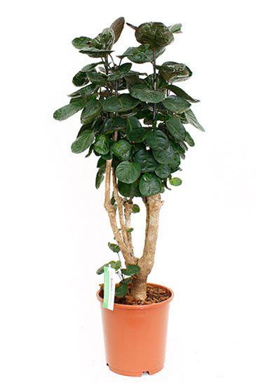 Aralie polyscias Pflege - 123zimmerpflanzen