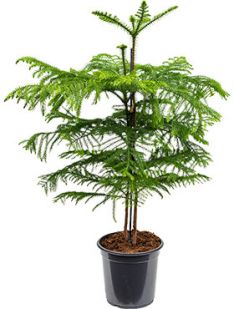 Araucaria Pflege - 123zimmerpflanzen