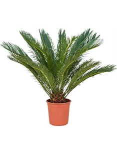 Cycas (Palmfarne) Pflege - 123zimmerpflanzen