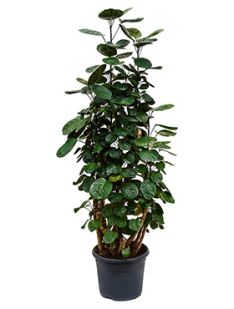 Aralie polyscias Pflege - 123zimmerpflanzen