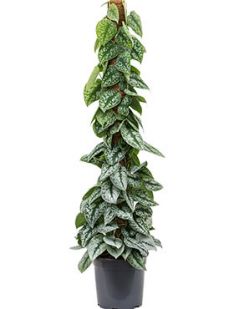Efeutute Epipremnum (Scindapsus) Pflege - 123zimmerpflanzen