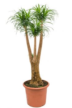 Beaucarnea Elefantenfuß Pflege - 123zimmerpflanzen