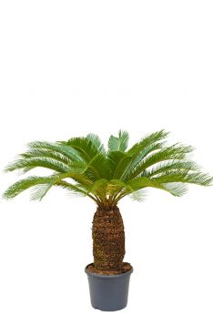 Cycas Palme Pflege