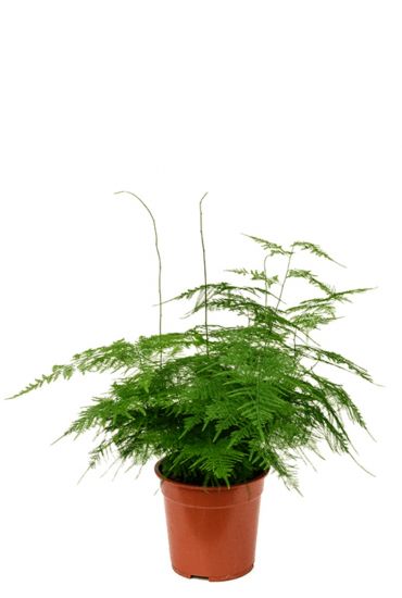 Asparagus plumoses Zimmerpflanze von 50 cm kaufen? - 123zimmerpflanzen