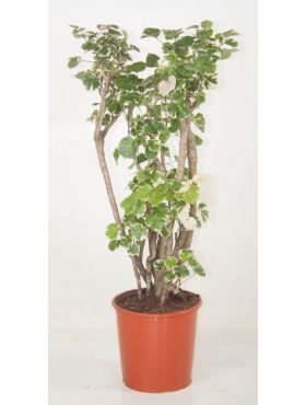 Aralie polyscias Pflege - 123zimmerpflanzen