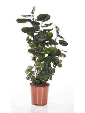 Aralie polyscias Pflege - 123zimmerpflanzen