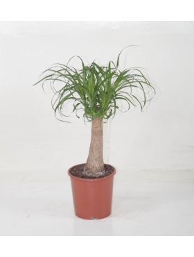 Beaucarnea Elefantenfuß Pflege - 123zimmerpflanzen