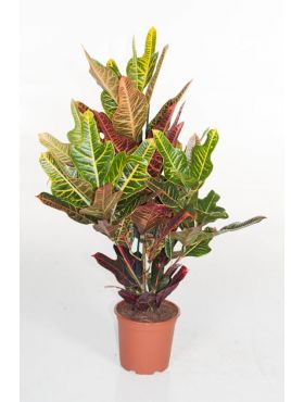 Croton (Wunderstrauch) Pflege - 123zimmerpflanzen