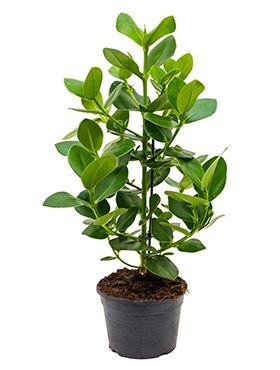 Clusia (Balsamapfel) Pflege - 123zimmerpflanzen