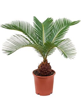 Cycas (Palmfarne) Pflege - 123zimmerpflanzen