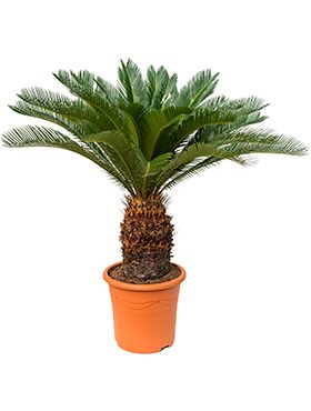 Cycas (Palmfarne) Pflege - 123zimmerpflanzen