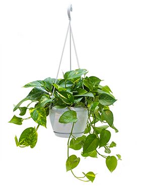 Efeutute Epipremnum (Scindapsus) Pflege - 123zimmerpflanzen