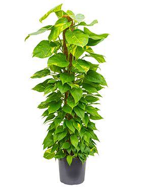 Efeutute Epipremnum (Scindapsus) Pflege - 123zimmerpflanzen