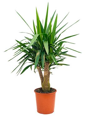 Yucca Palme Pflege