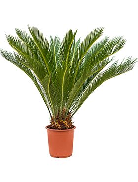 Cycas (Palmfarne) Pflege - 123zimmerpflanzen