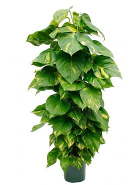 Efeutute Epipremnum (Scindapsus) Pflege - 123zimmerpflanzen