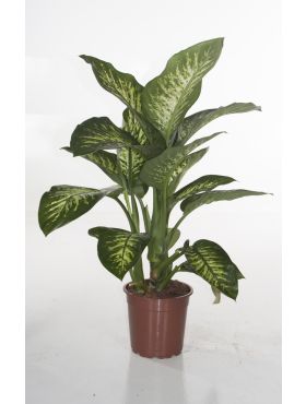 Dieffenbachia (Dumm Zuckerrohr) Pflege - 123zimmerpflanzen