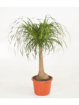 Beaucarnea Elefantenfuß Pflege - 123zimmerpflanzen