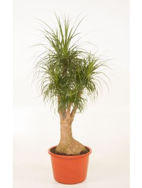 Beaucarnea Elefantenfuß Pflege - 123zimmerpflanzen