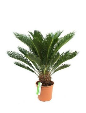 Cycas (Palmfarne) Pflege - 123zimmerpflanzen