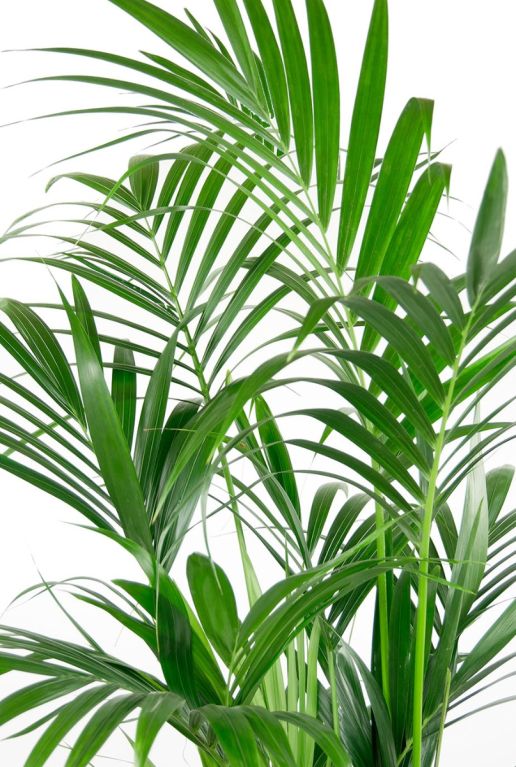 Kentia Palme Obi